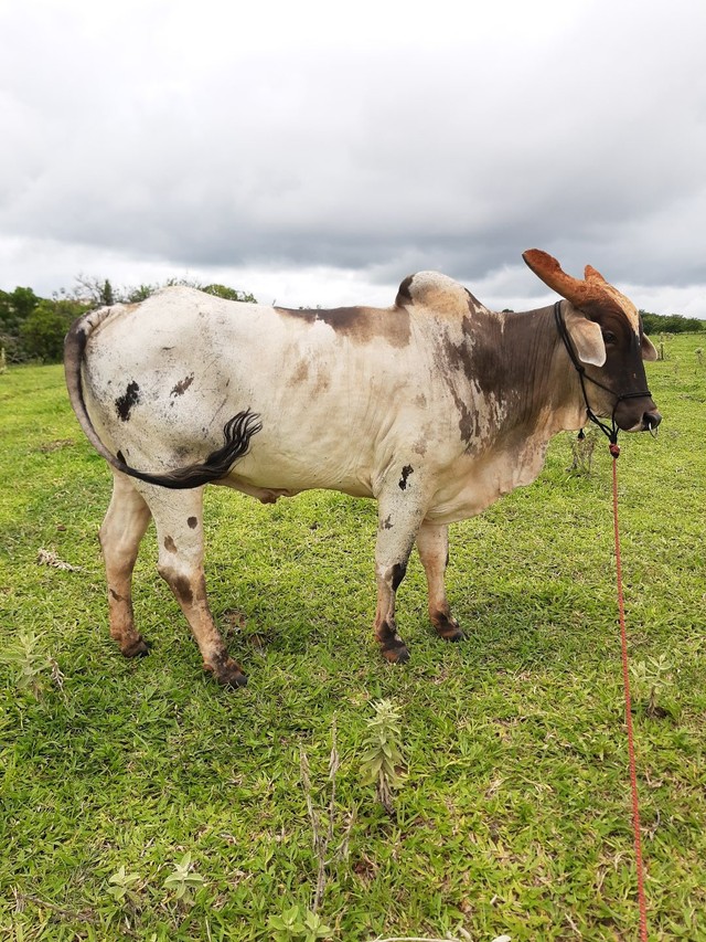 Boi manso | +424 anúncios na OLX Brasil
