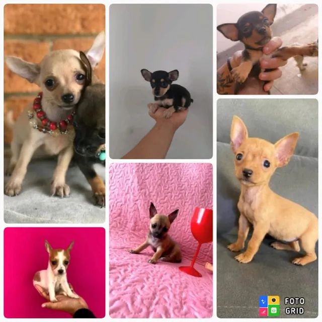 Pinscher micro zero | +1371 anúncios na OLX Brasil