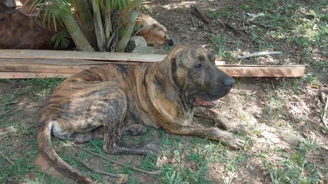 Filhote de fila brasileiro | +1215 anúncios na OLX Brasil