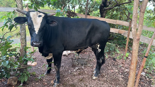 Boi manso | +376 anúncios na OLX Brasil