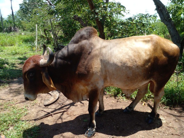 Boi manso | +424 anúncios na OLX Brasil