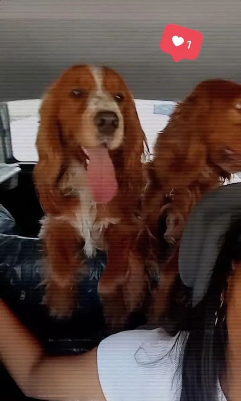 Cocker spaniel pra cruzar - Cachorros - São Caetano, Salvador ...