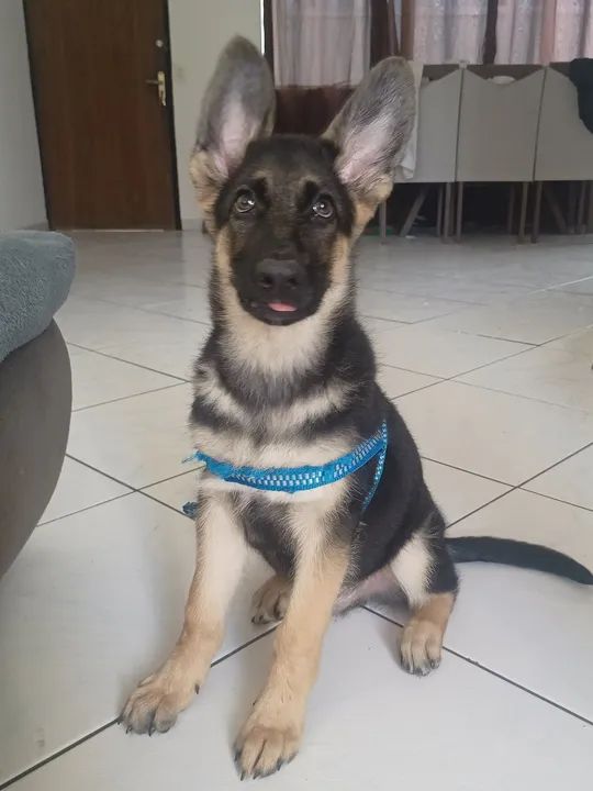 Filhote Pastor Alemão Puro - Cachorros - Cidade Industrial, Curitiba ...