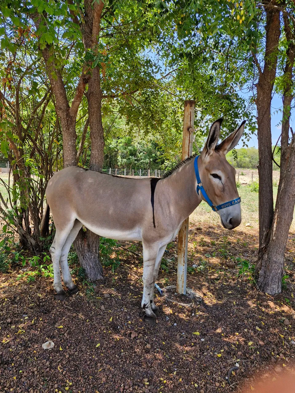 "jumentos" no Brasil