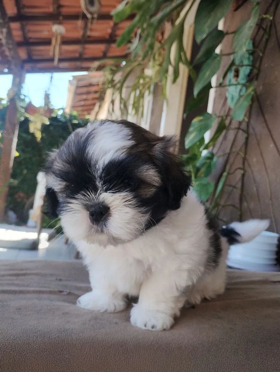 Filhotes Shitzu mini com 38 dias - Cachorros - Vista Alegre (Tamoios ...