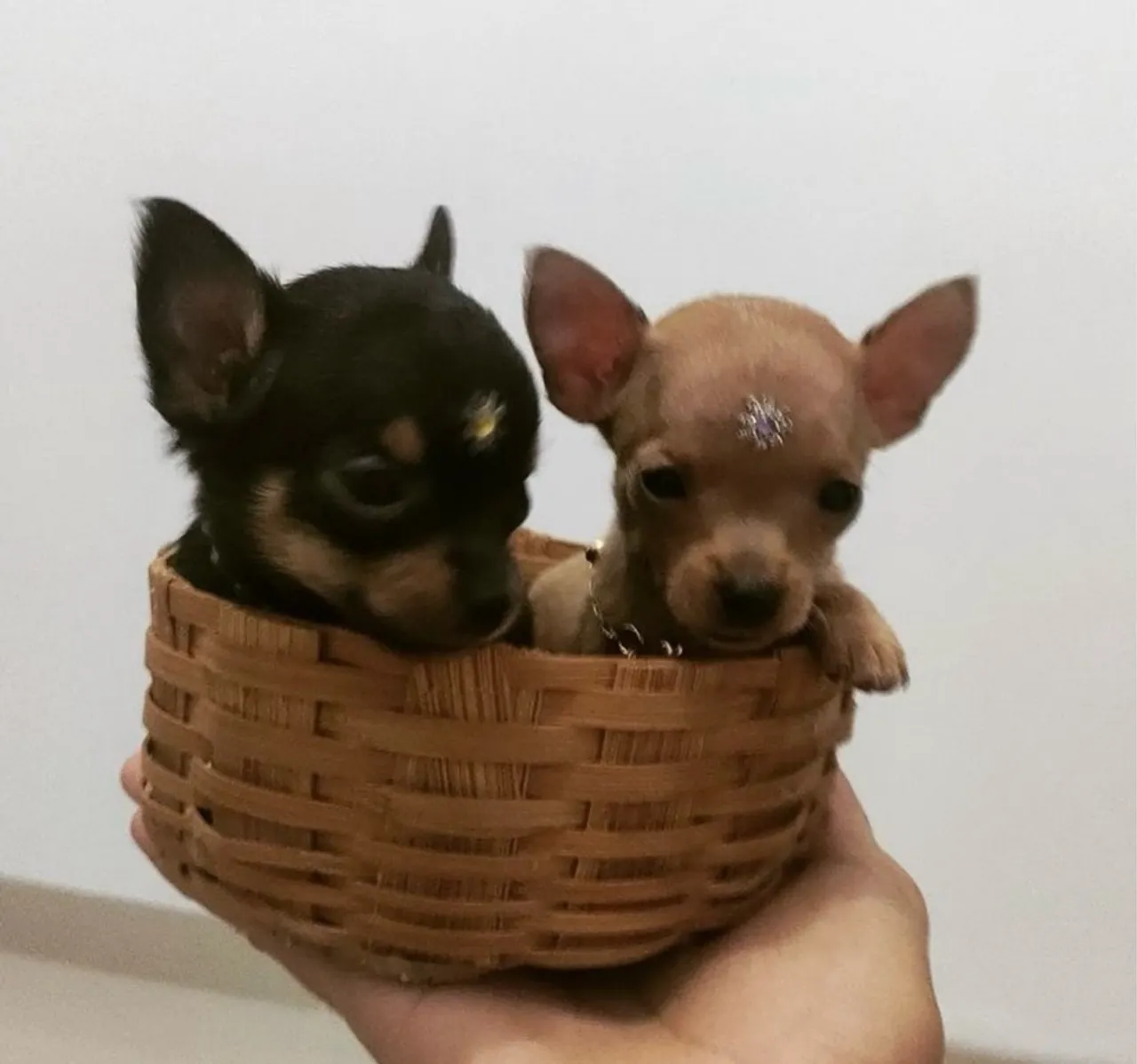 "pinscher 00 miniatura" - Cachorros no Brasil