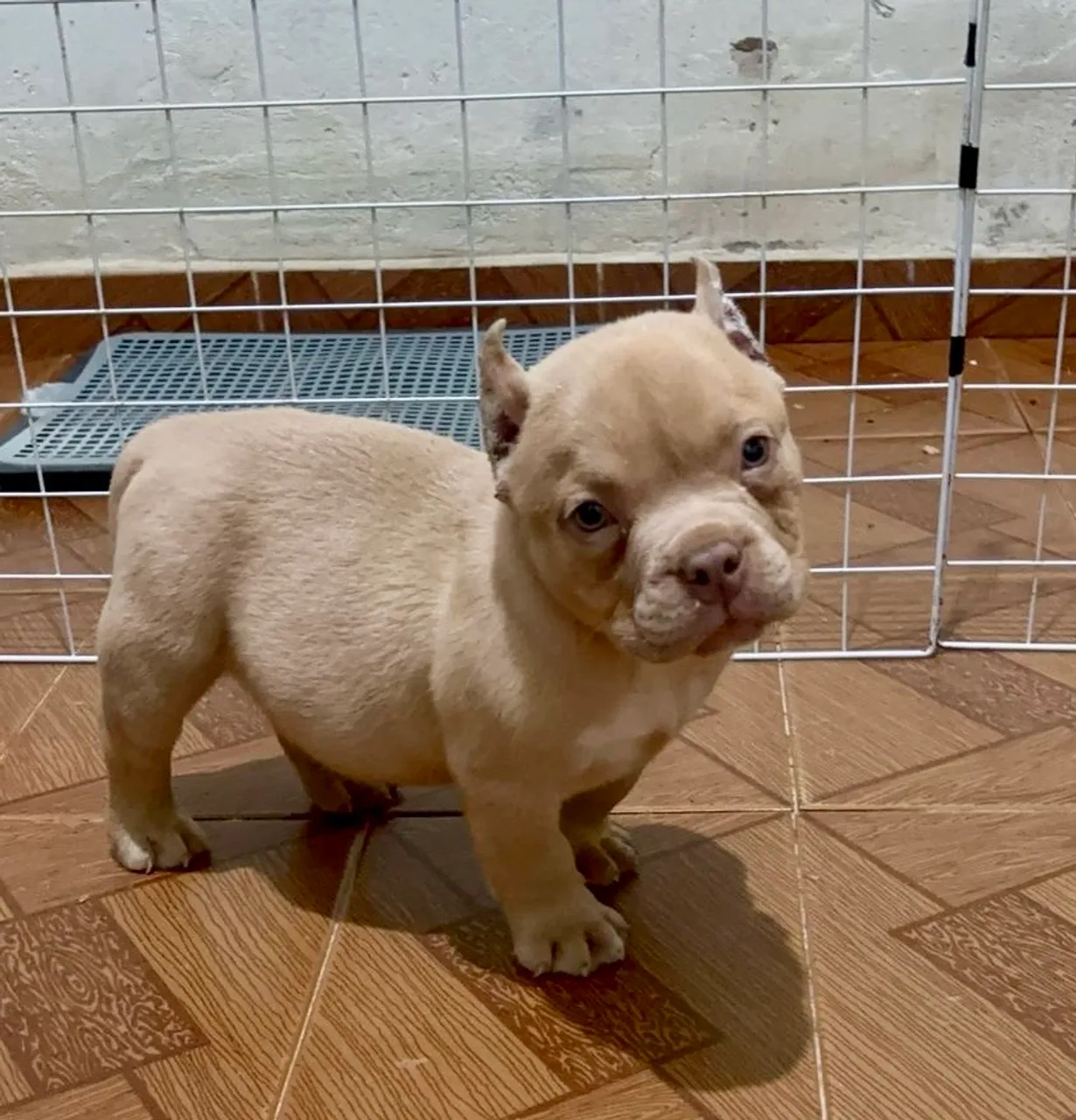 "filhotes de american bully" - Cachorros no Brasil