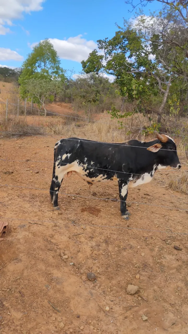 "boi mini boi" - Animais para agropecuária no Brasil