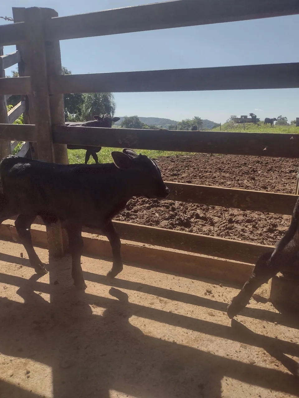 "bezerros red angus" no Brasil