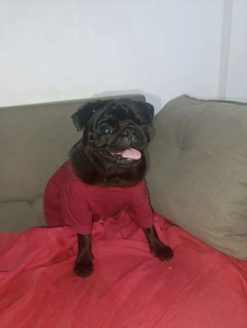 Vende-se pug - Cachorros - Dom Avelar, Salvador 1446652567 | OLX