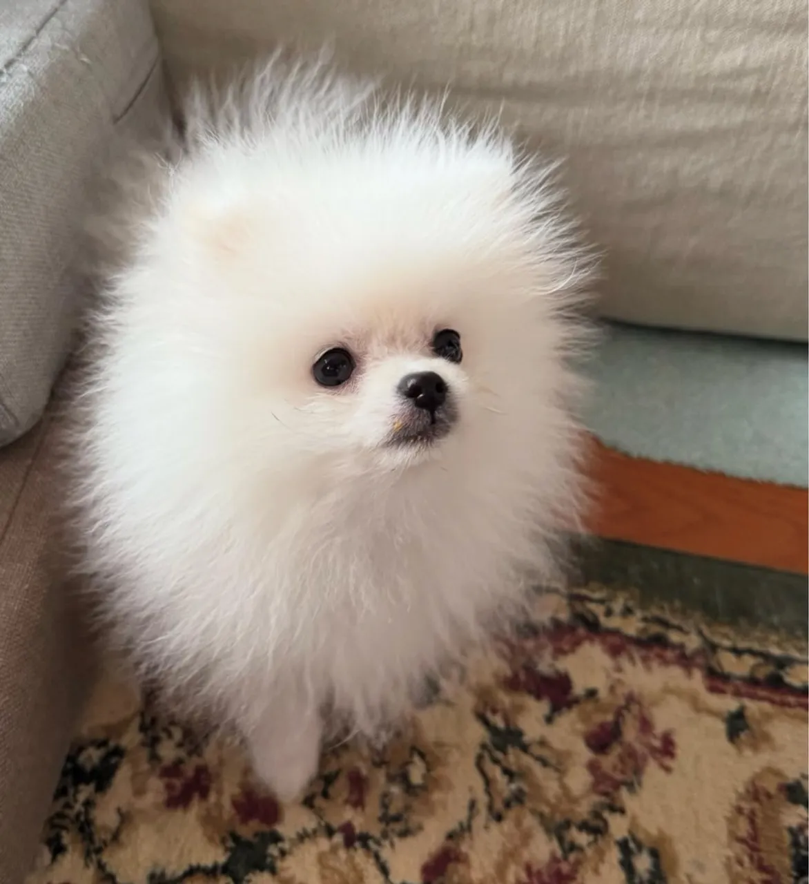 "cachorros spitz alemao" - Cachorros no Brasil