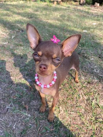 Pinscher 0 zero | +53 anúncios na OLX Brasil