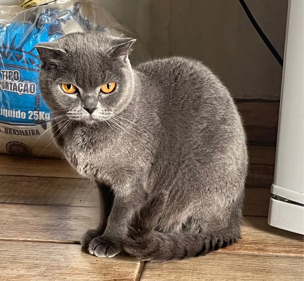 "gatos scottish fold" - Gatos no Brasil