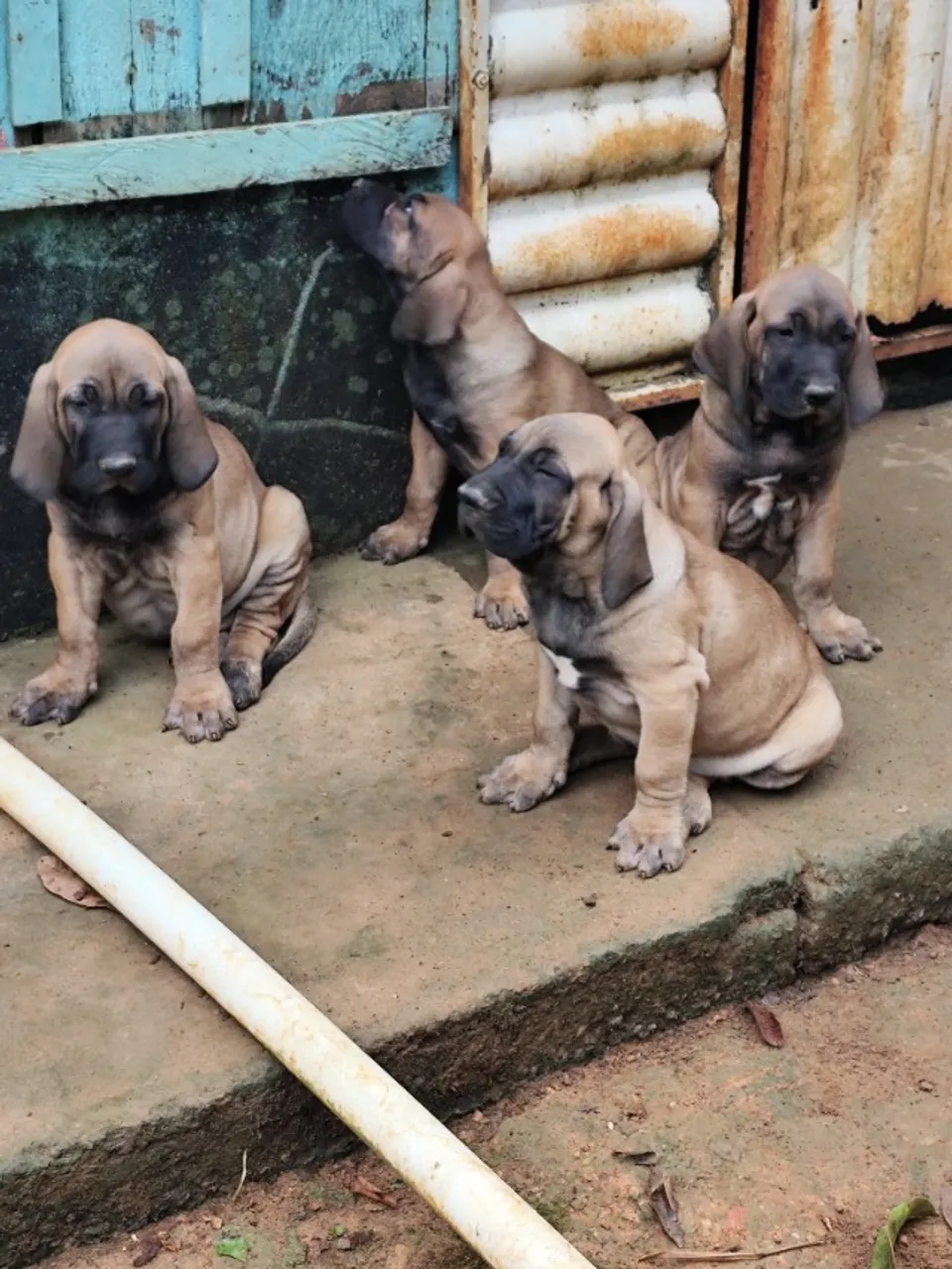 "filhote fila" - Cachorros no Brasil