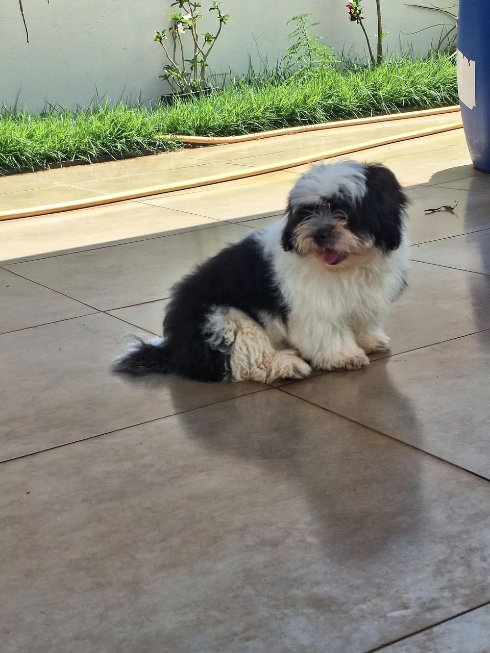 Vendo filhote Lhasa Apso 5 meses - Cachorros - Santa Fé do Sul ...