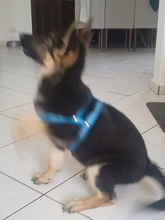 Filhote Pastor Alemão Puro - Cachorros - Cidade Industrial, Curitiba ...