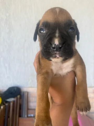 "cachorro box" no Brasil