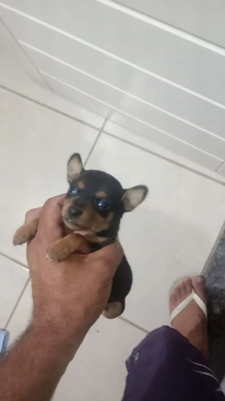 Mini Pincher whatsapp * - Cachorros - Santo Afonso, Novo Hamburgo ...
