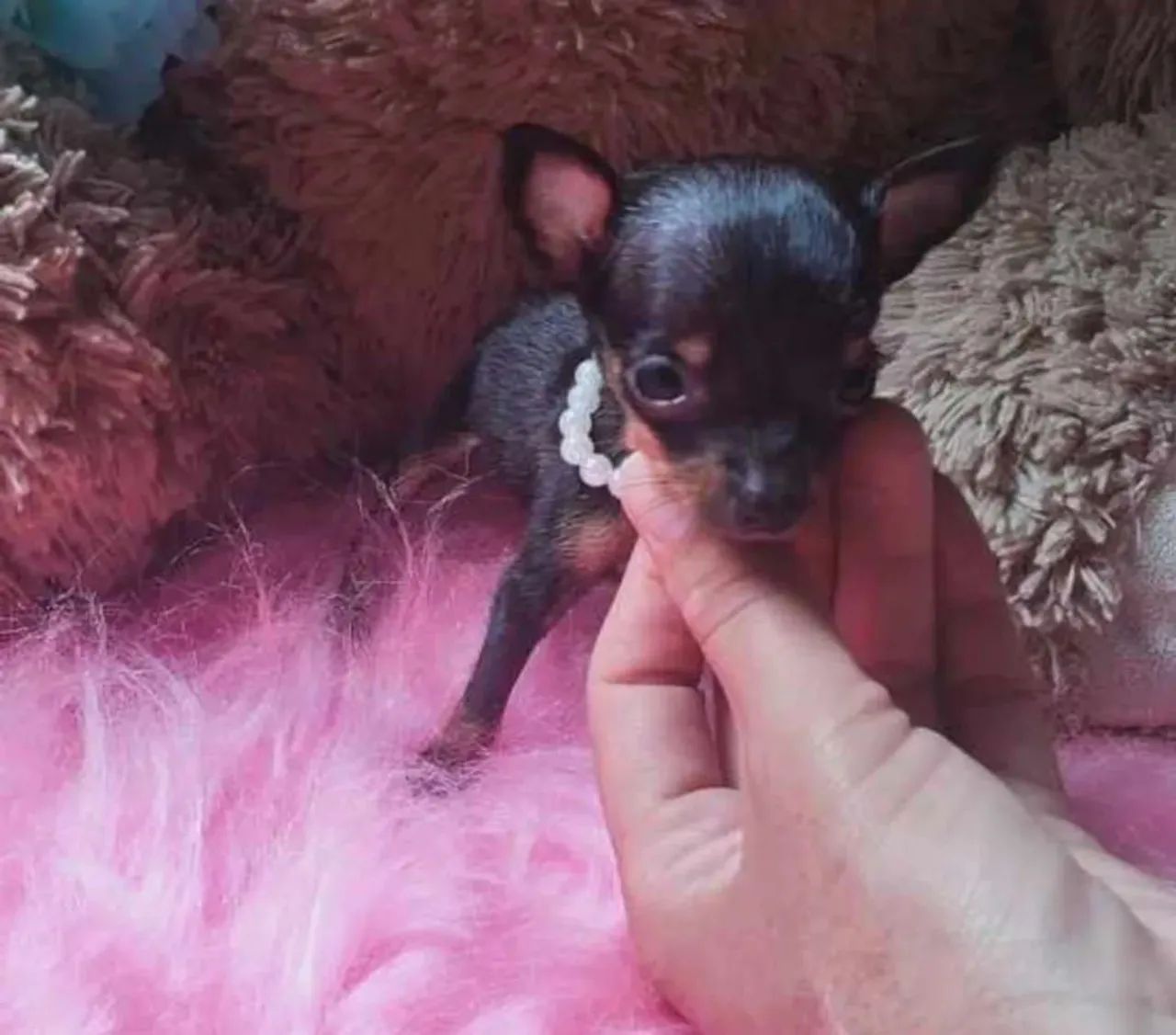MINIATURAS DISPONÍVEL PINCHER NÚMERO ZERO FILHOTES lindos - Cachorros ...