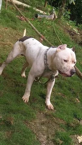 "pit monstro" no Brasil