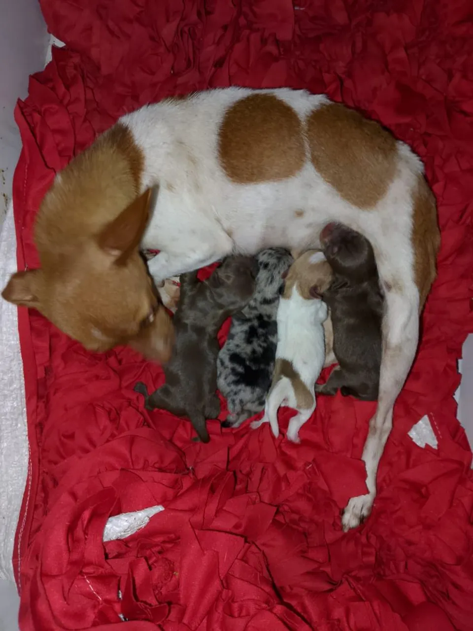 "pinscher 00 miniatura" - Cachorros no Brasil