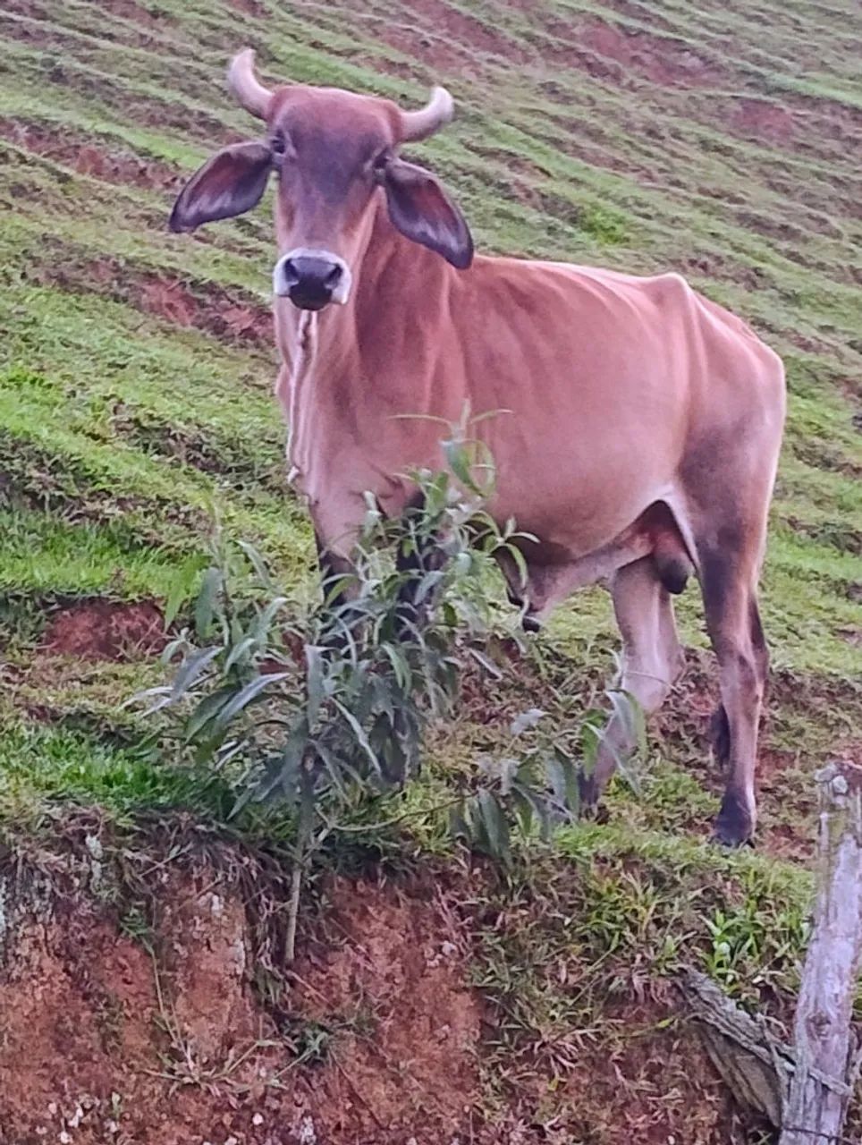 Boi - Outros animais - Domingos Martins 1409065914 | OLX
