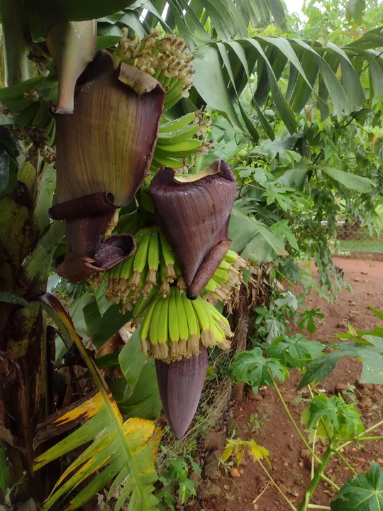"banana nanica" no Brasil