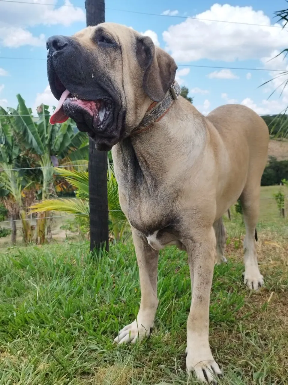 "fila brasileiros" no Brasil