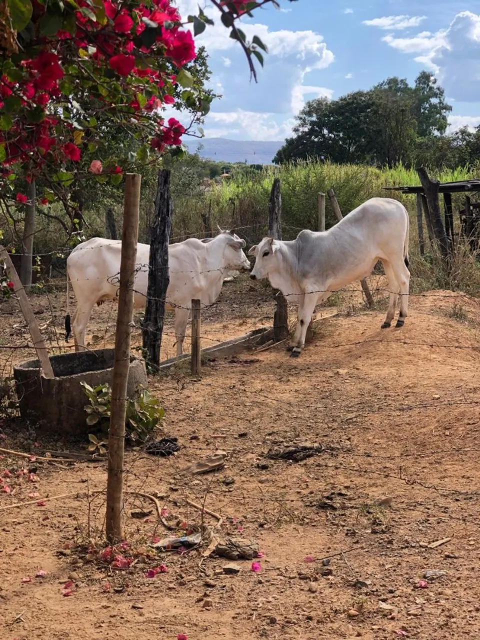 "vaca nelore" - Animais para agropecuária no Brasil