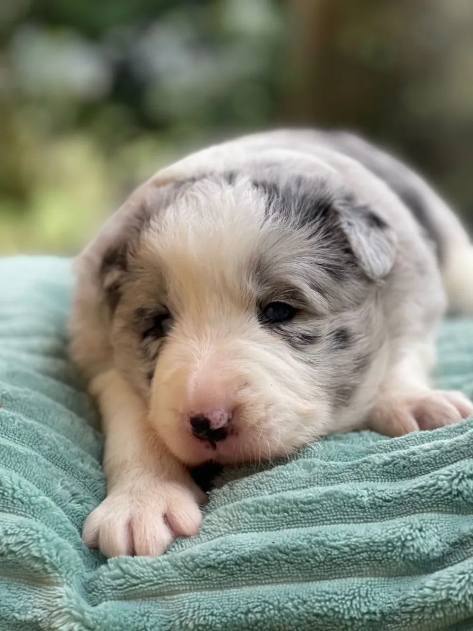 "filhotes border collie blue merle" - Cachorros no Brasil