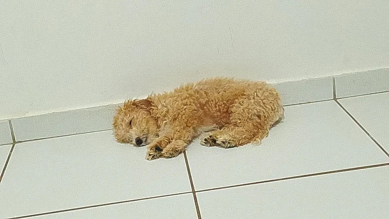 Poodle - Cachorros - Paço do Lumiar 1469500420 | OLX