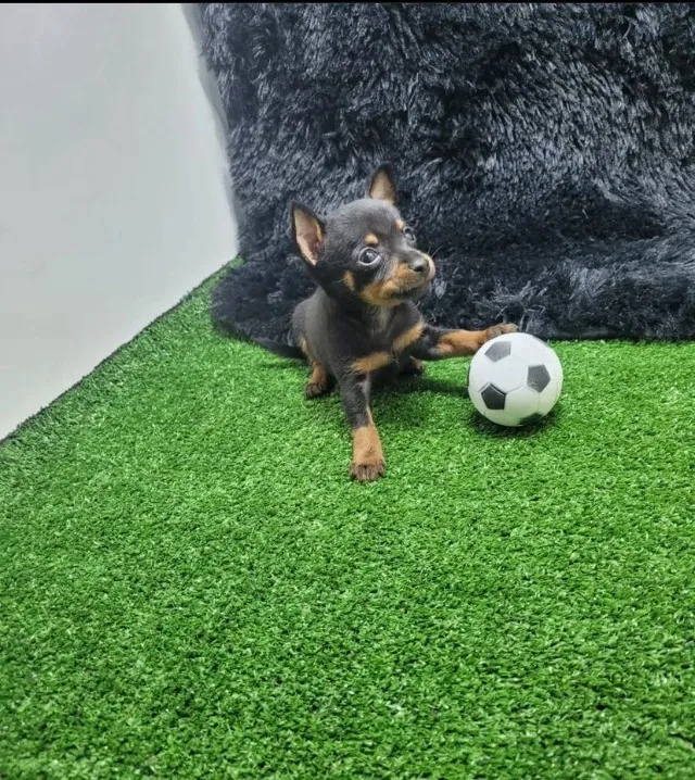 "pinscher 00 miniatura" - Cachorros no Brasil