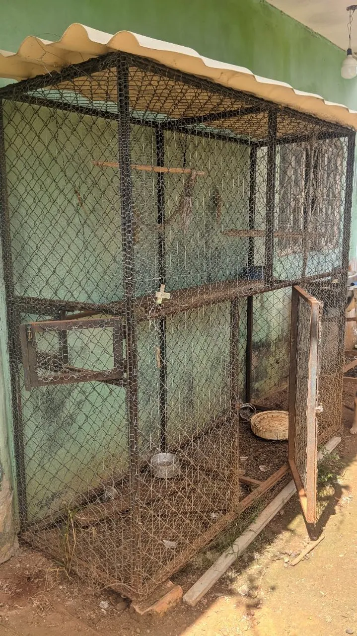 "viveiros de aves" no Brasil