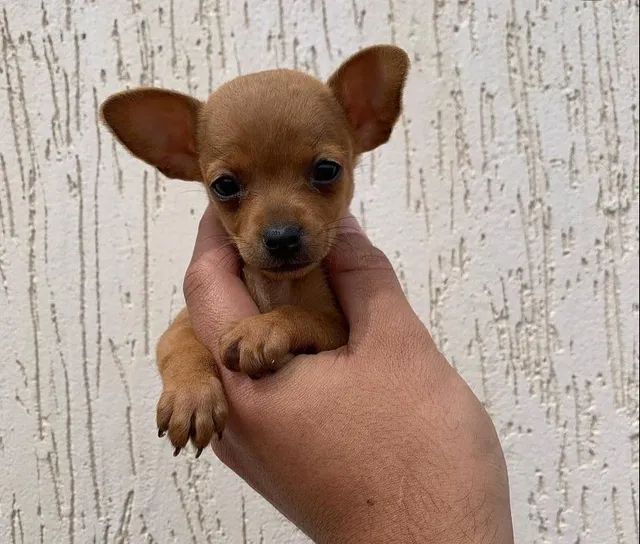 "cachorros pinscher 00" no Brasil