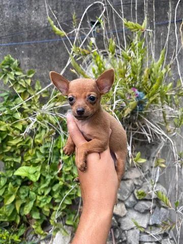 "pinscher 0 miniatura" no Brasil