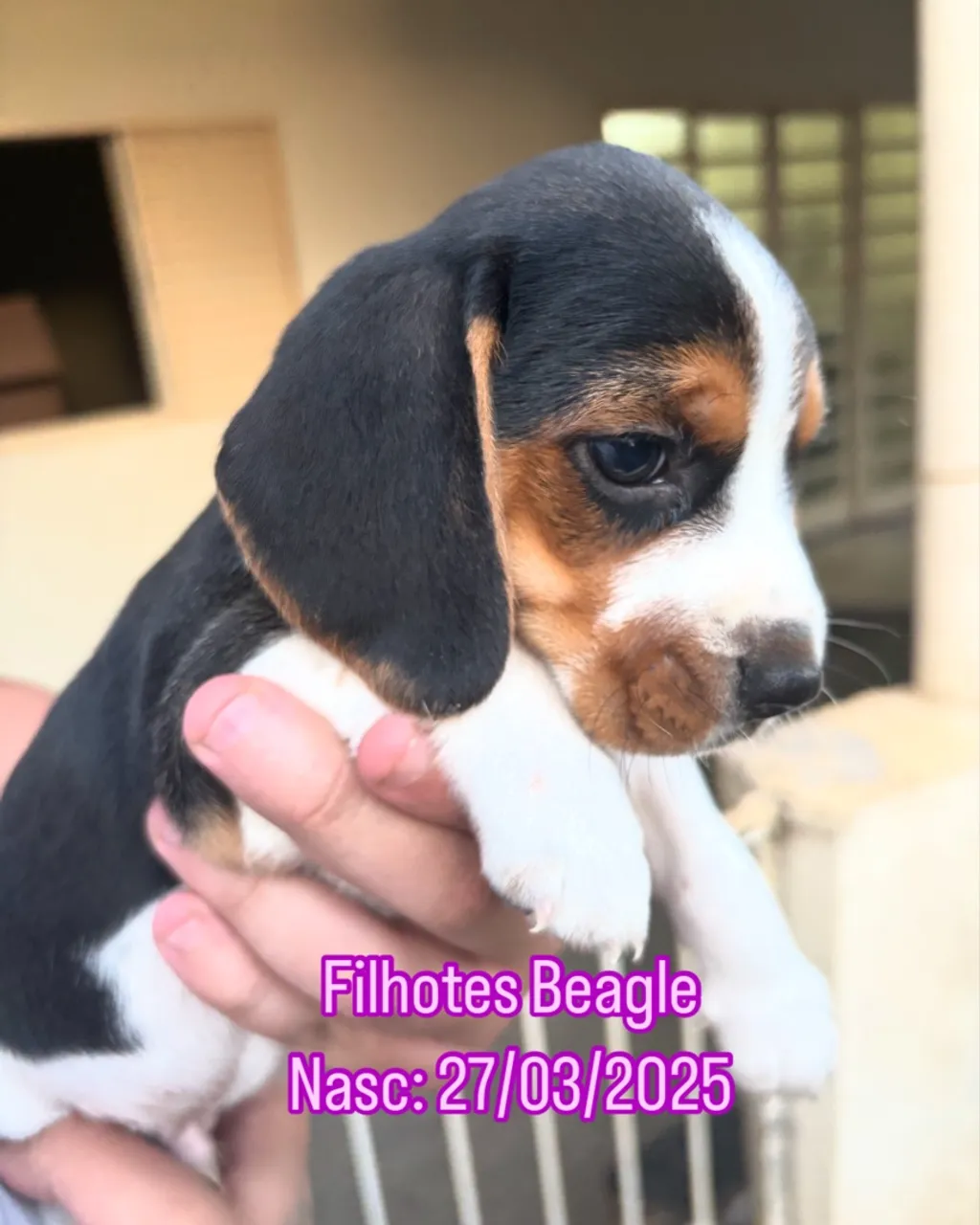 "filhotes de cachorros beagle" - Cachorros no Brasil