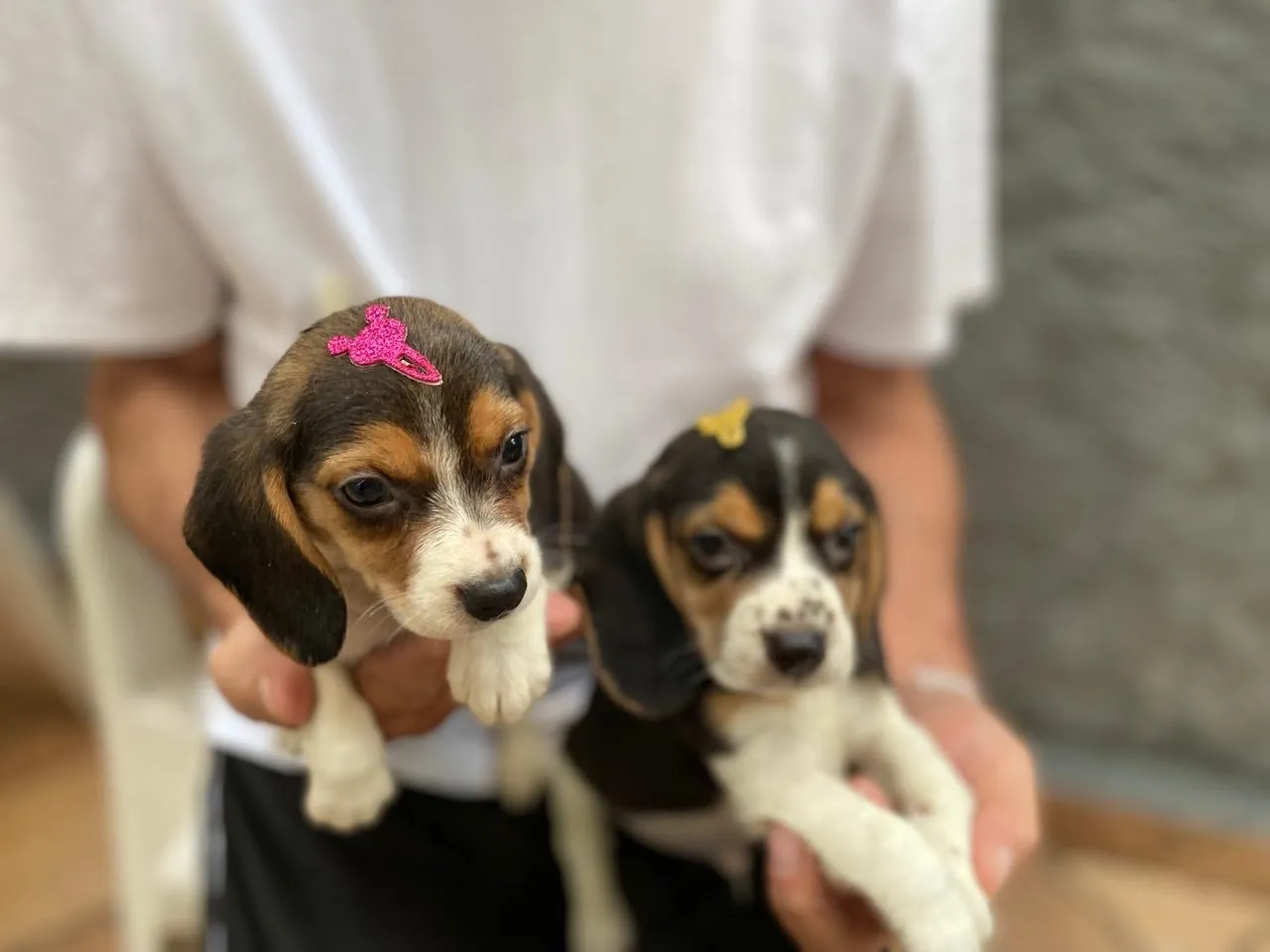"filhotes de cachorros beagle" - Cachorros no Brasil