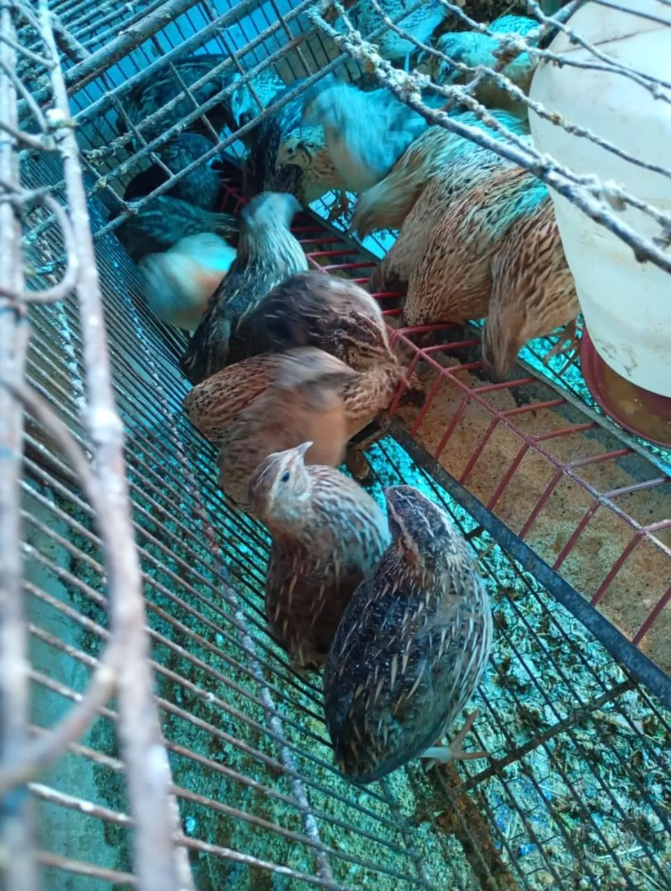 "codornas" no Brasil