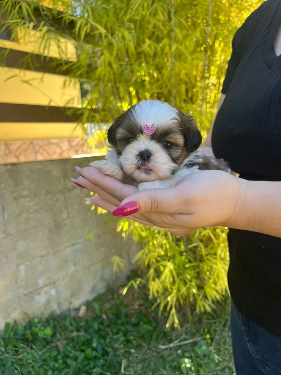 Filhote Shih Tzu fofinho - Cachorros - Centro, Ponte Nova 1424209573 | OLX