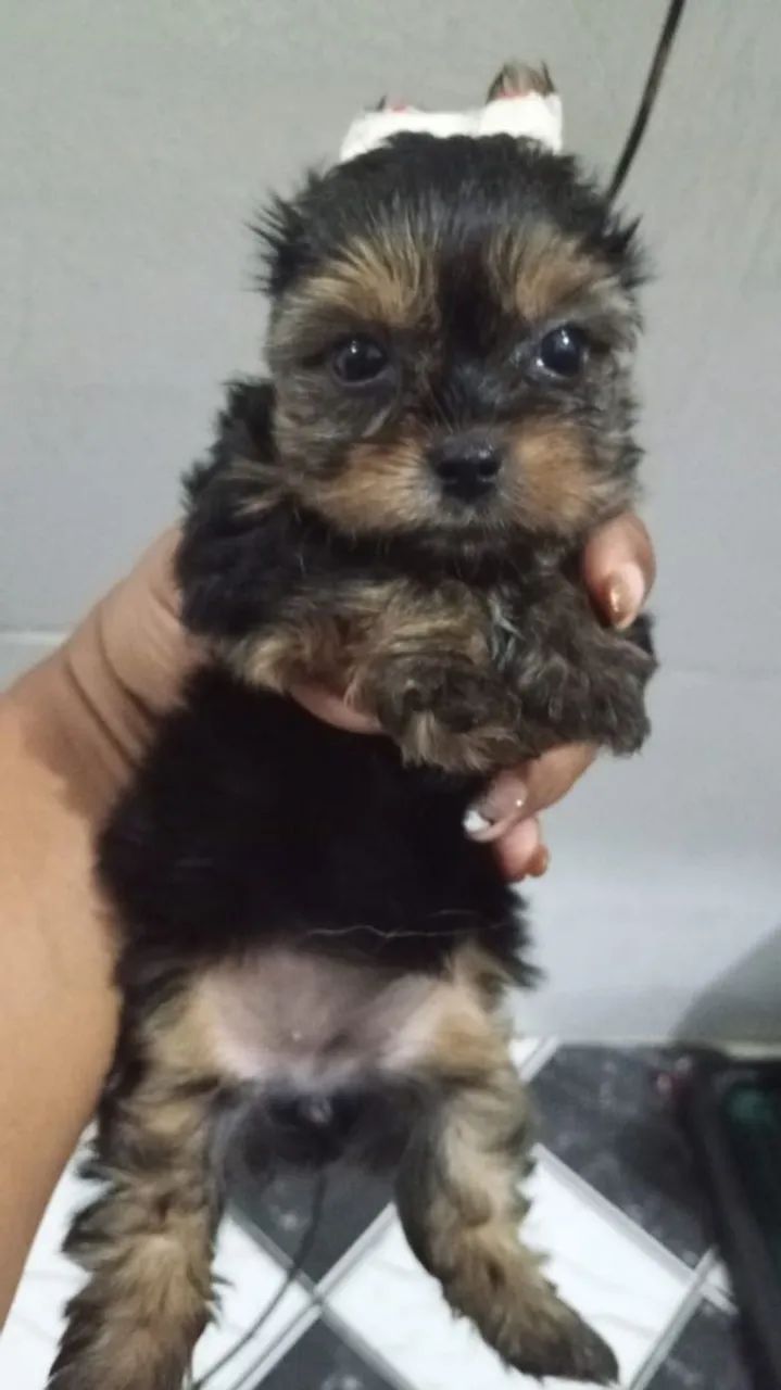 Yorkshire - Cachorros - Boca da Mata, Salvador 1472142820 | OLX