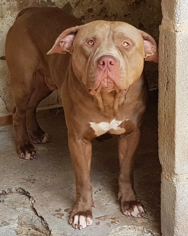 Pit monster adulto | +11 anúncios na OLX Brasil