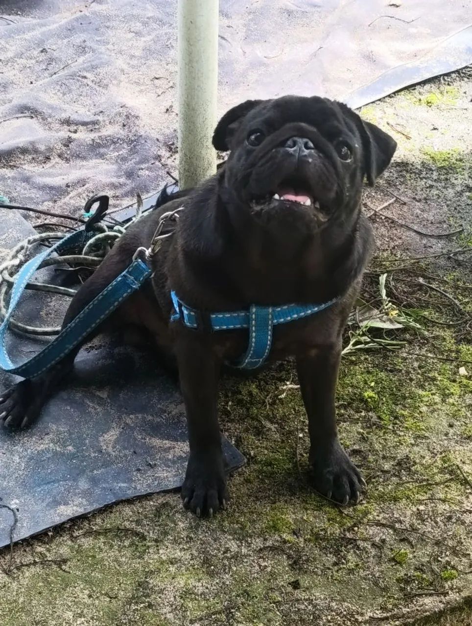 Vende-se pug - Cachorros - Dom Avelar, Salvador 1446652567 | OLX