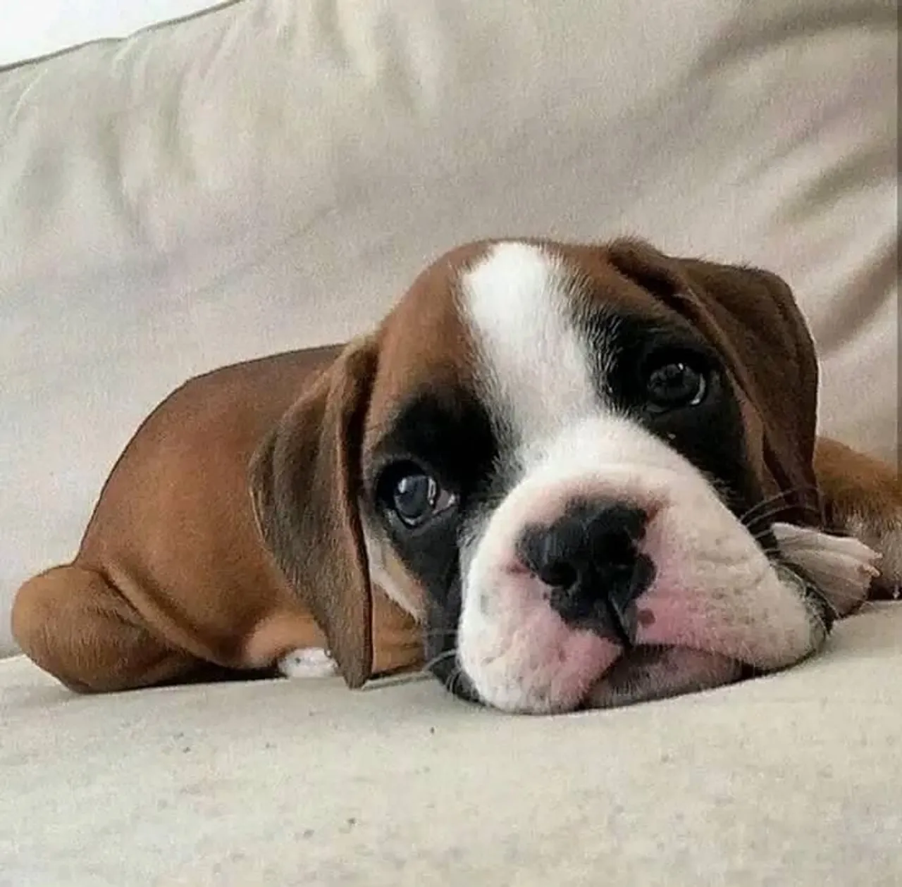 Cachorros em São Paulo