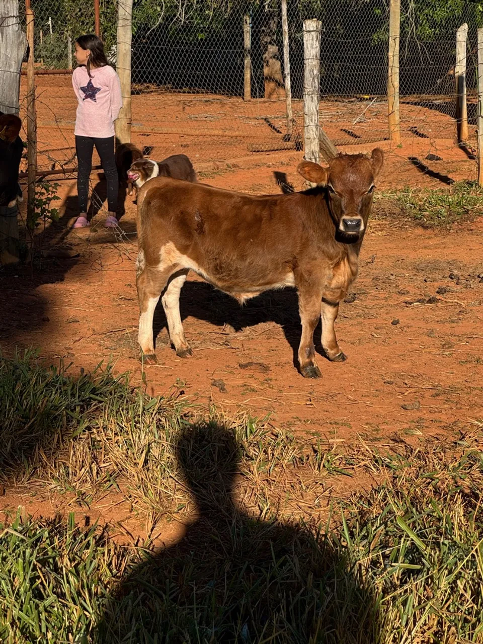 "boi mini boi" - Animais para agropecuária no Brasil