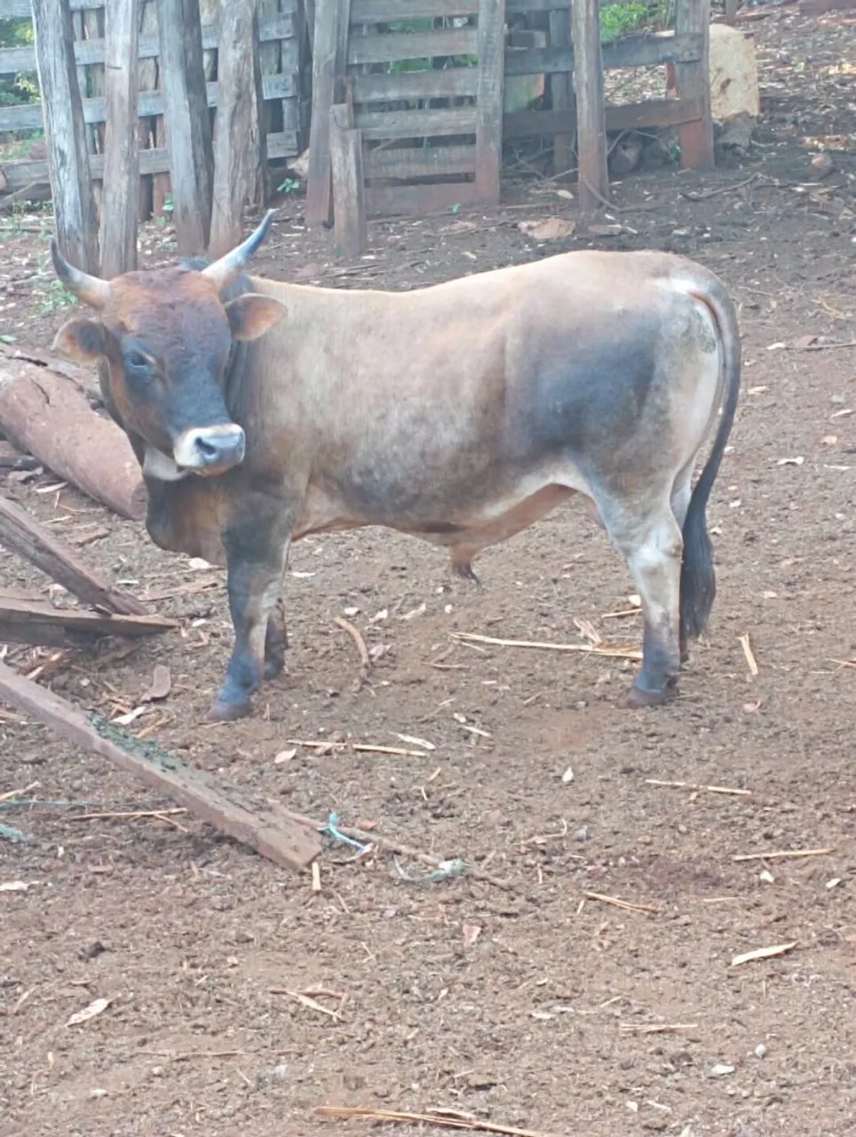 "boi mini boi" - Animais para agropecuária no Brasil