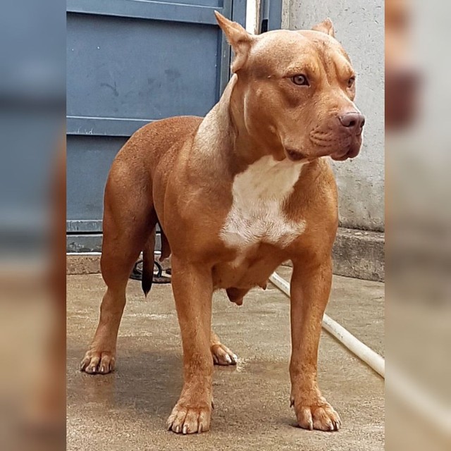 Pit monster adulto | +11 anúncios na OLX Brasil