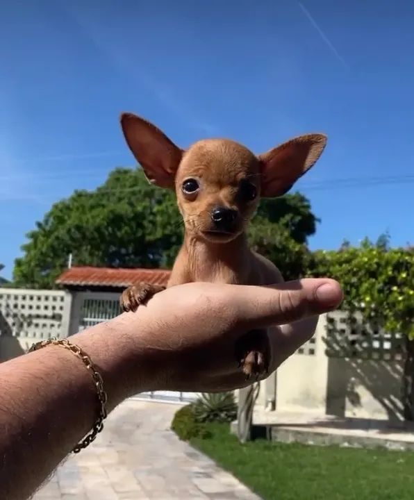 "filhote de pinscher 00" no Brasil