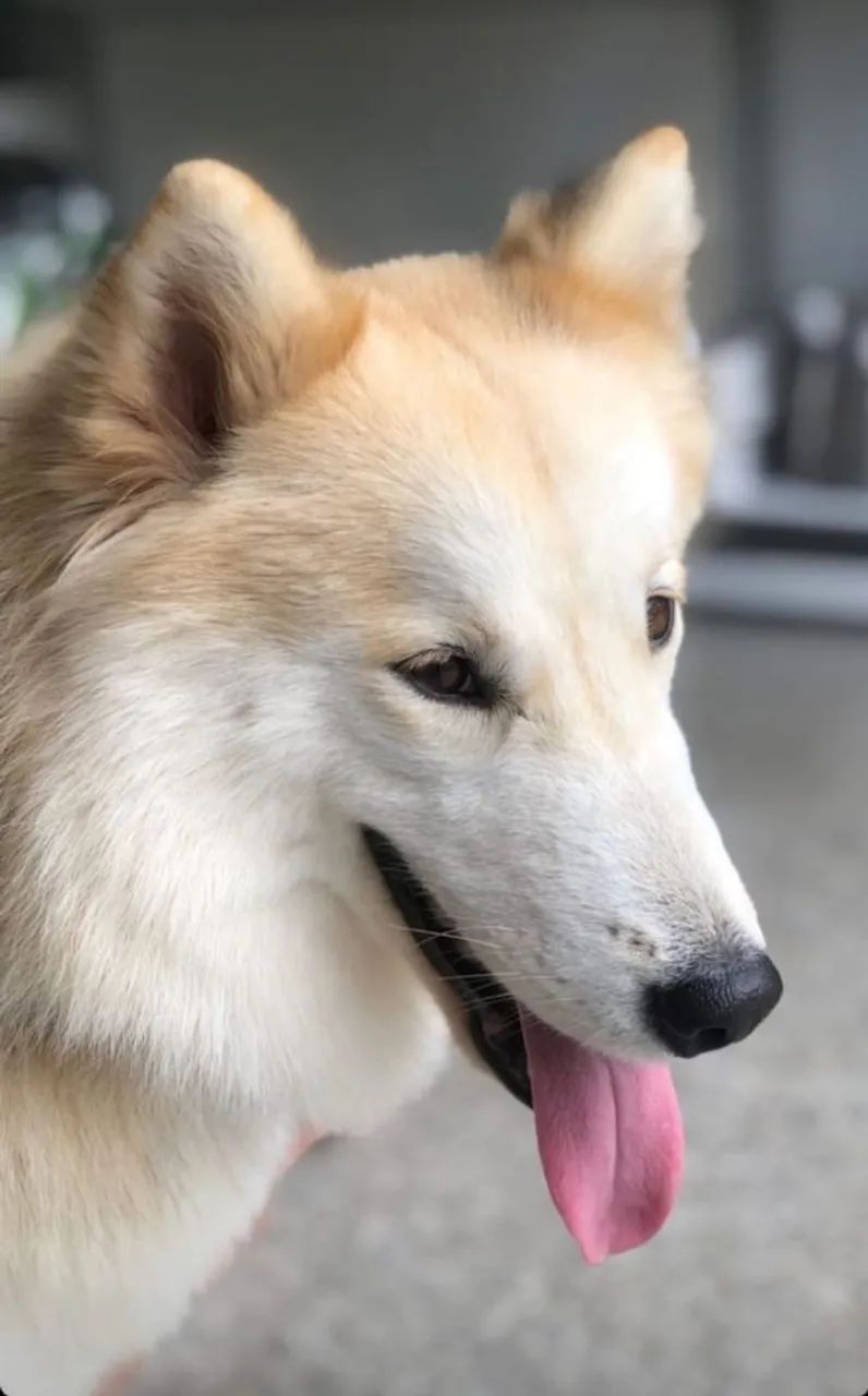 Husky siberiano - Cachorros - Santa Bárbara 1467200129 | OLX