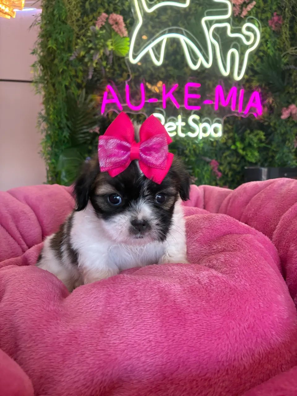 Shih tzu Belíssima !!!!! - Cachorros - Sarandi, Porto Alegre 1505169556 ...