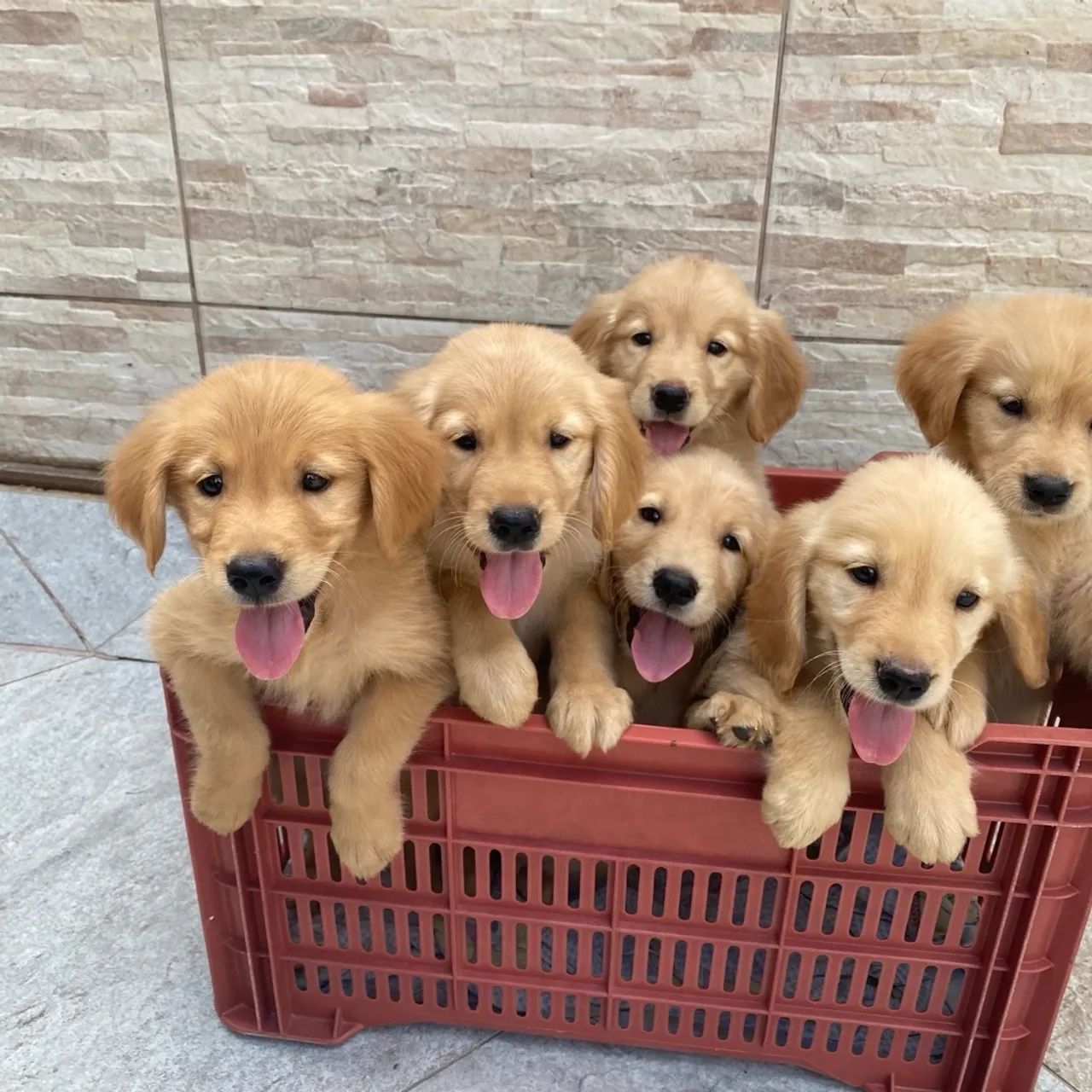 "filhotes de golden retriever" no Brasil